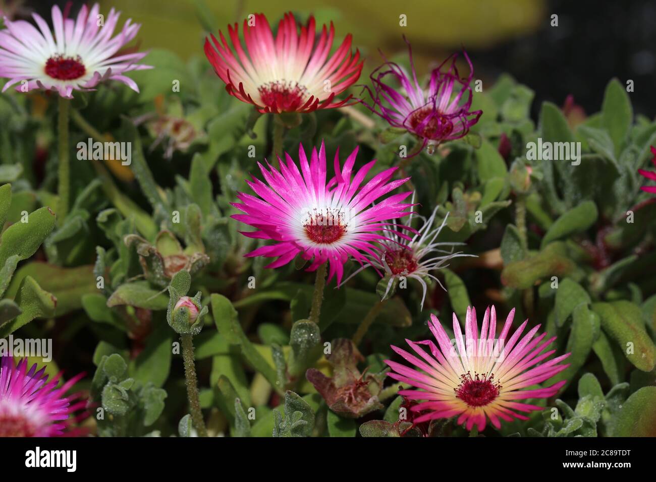 Dorotheanthus bellidiformis - livingstone daisy, colorful flower in ...