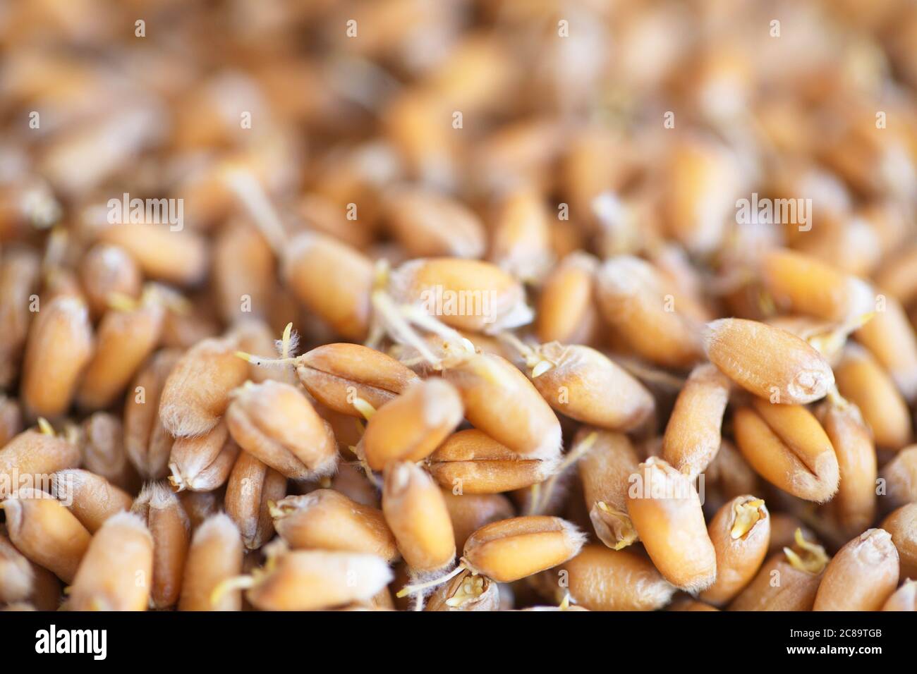 Dried grain wheat sprouts bio food Stock Photo - Alamy