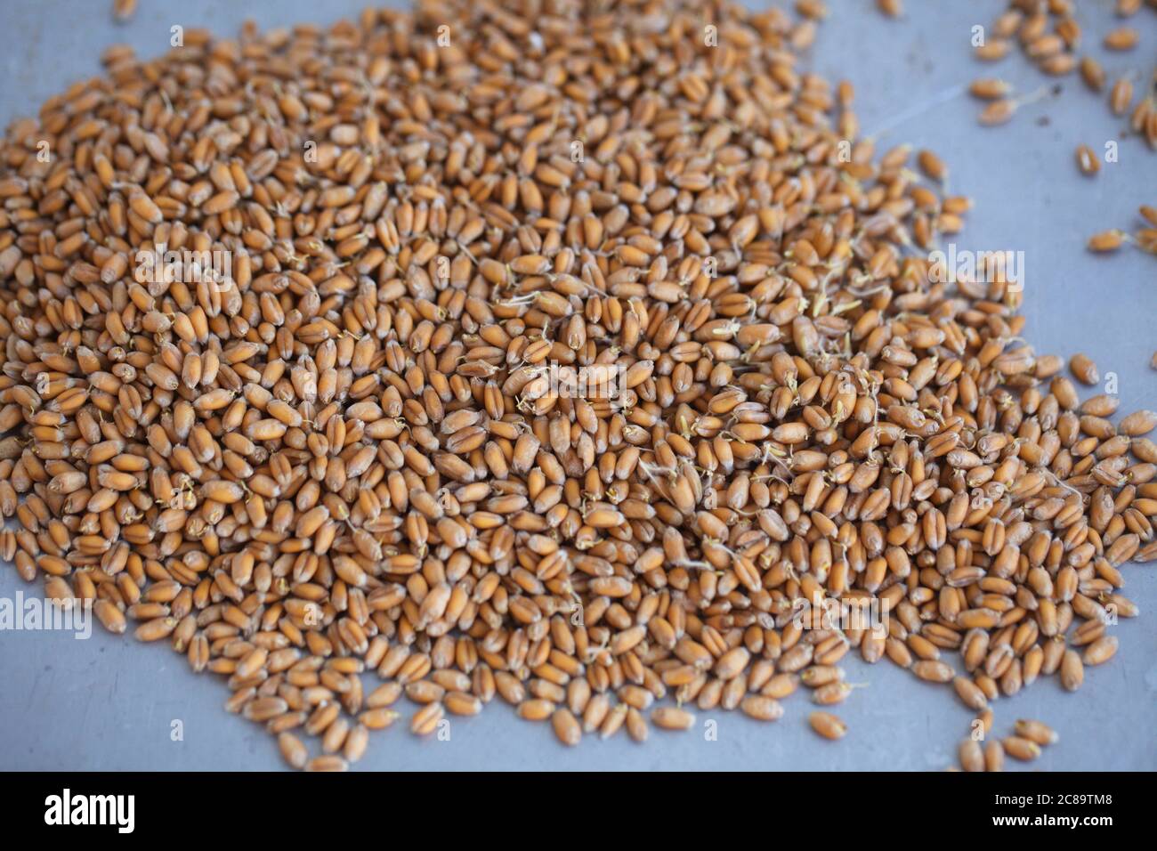 Dried grain wheat sprouts bio food Stock Photo - Alamy