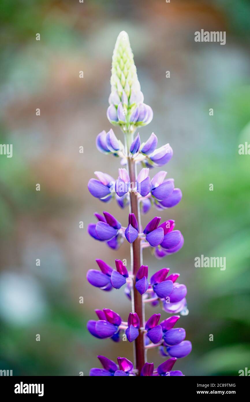 Lupin, Lupinus, Red Lupins in full bloom after a shower of rain Stock ...