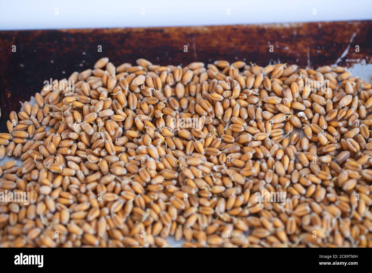 Dried grain wheat sprouts bio food Stock Photo - Alamy