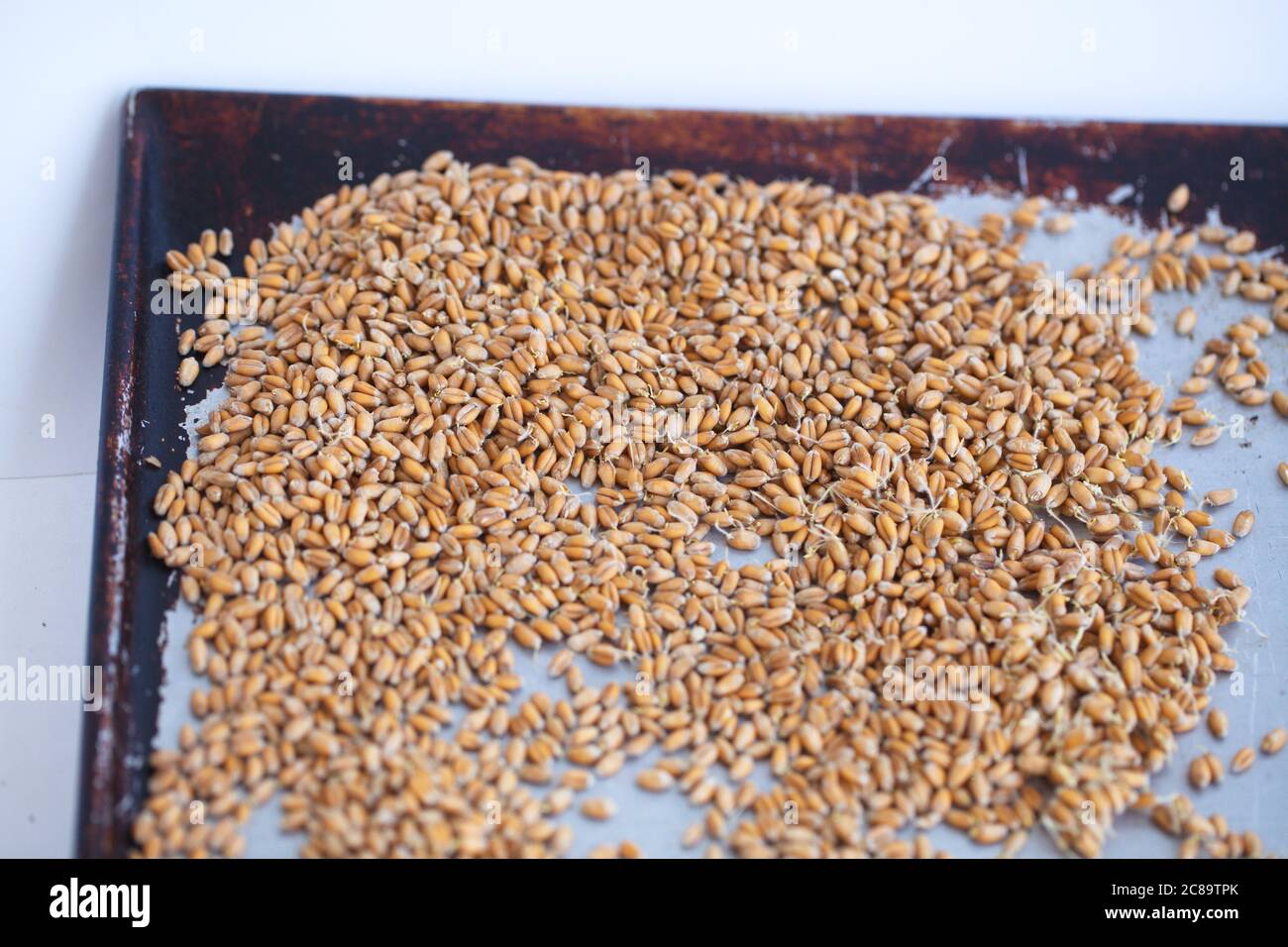 Dried grain wheat sprouts bio food Stock Photo - Alamy