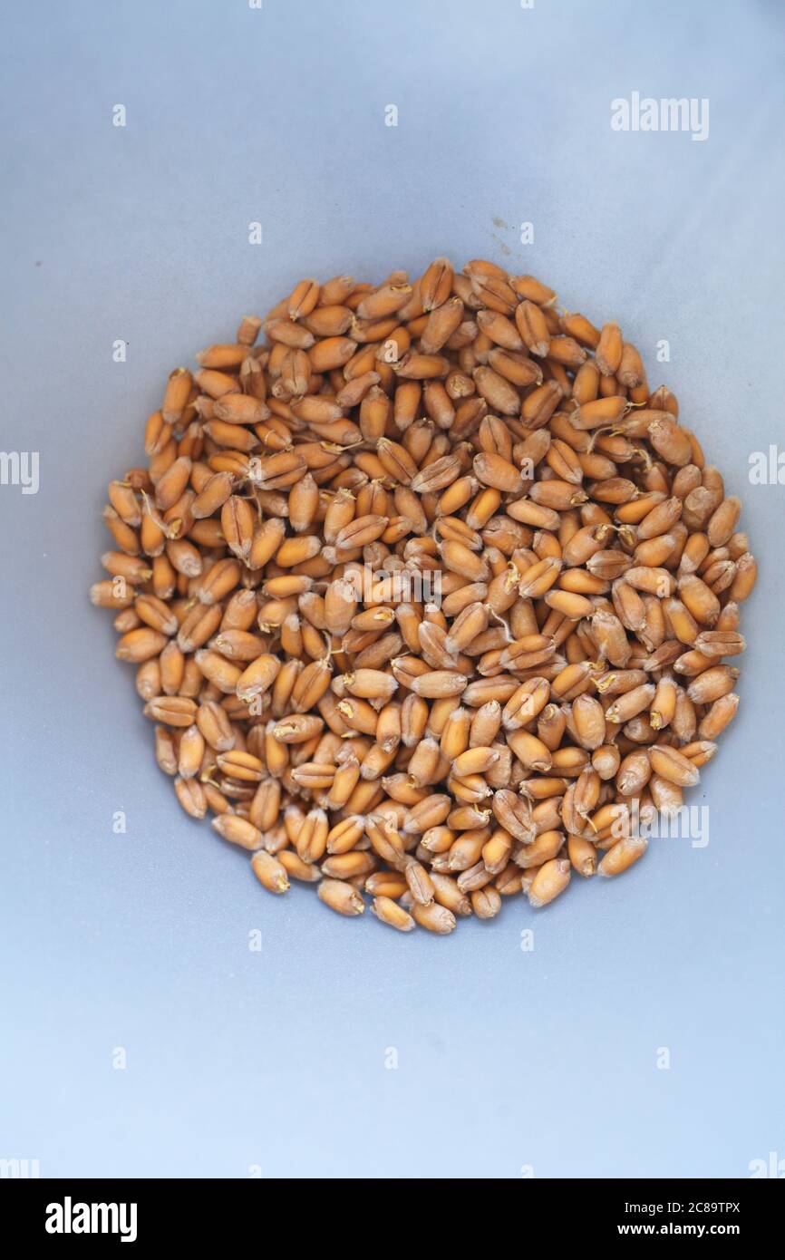 Dried grain wheat sprouts bio food Stock Photo - Alamy