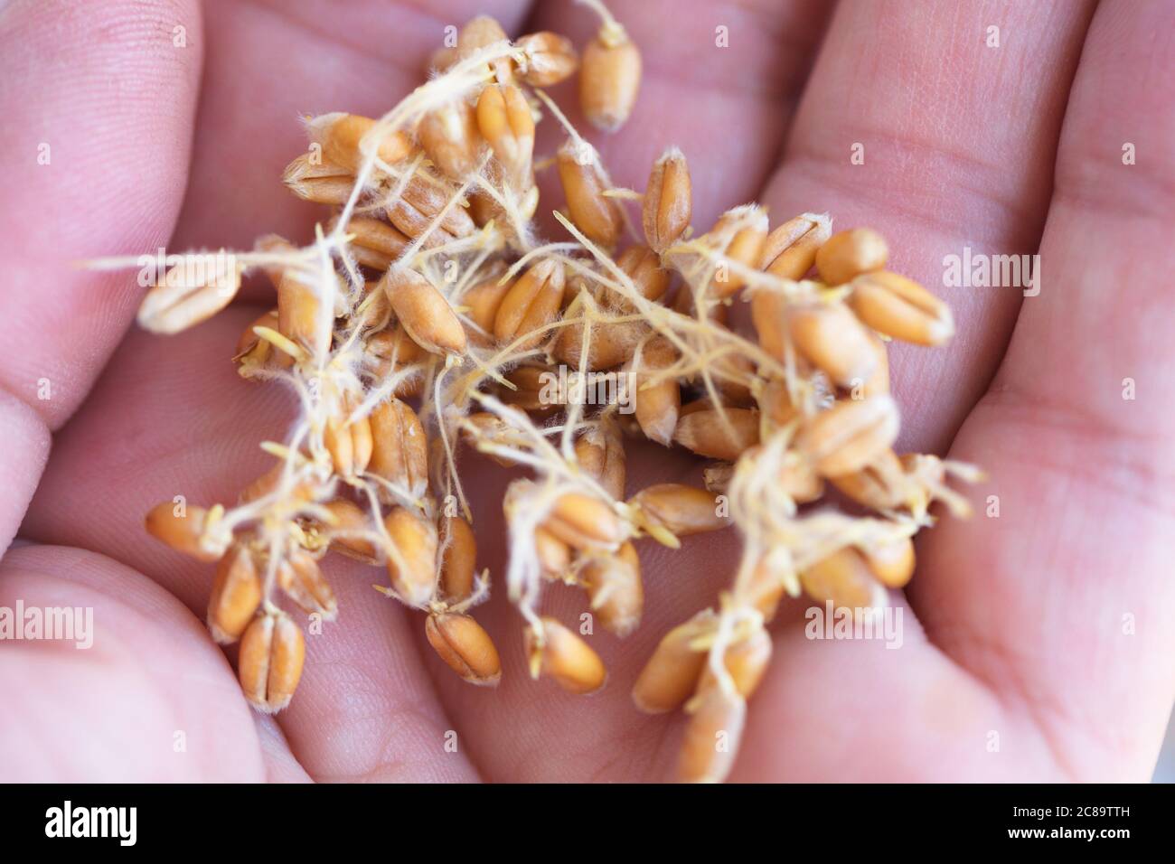 Dried grain wheat sprouts bio food Stock Photo - Alamy