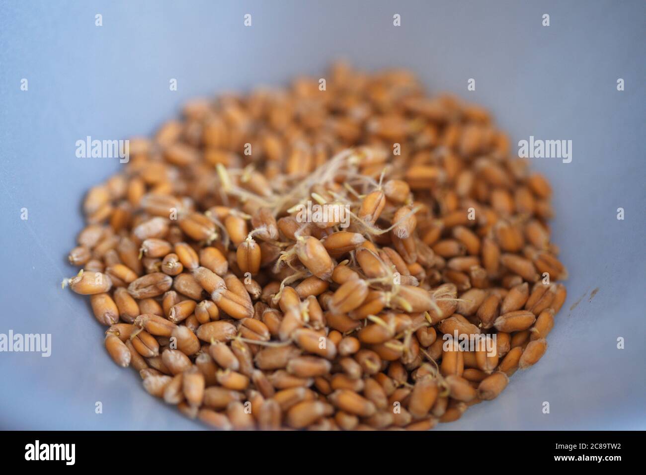 Dried grain wheat sprouts bio food Stock Photo - Alamy