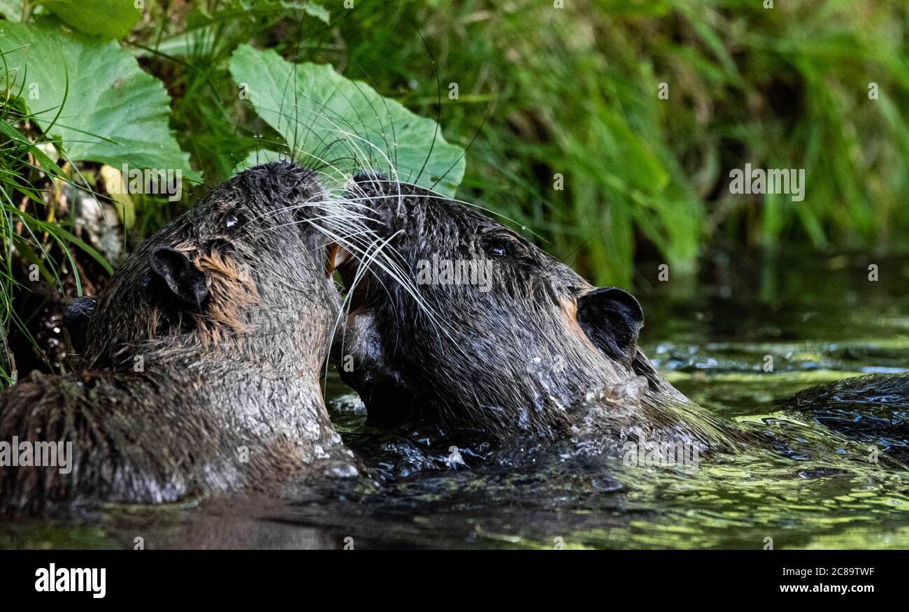 Nutria fighting hi-res stock photography and images - Alamy