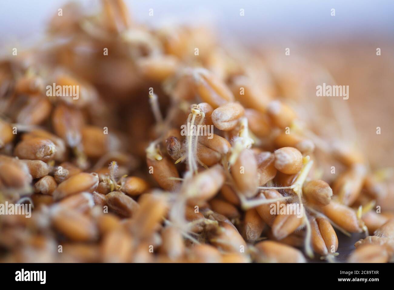 Dried grain wheat sprouts bio food Stock Photo - Alamy