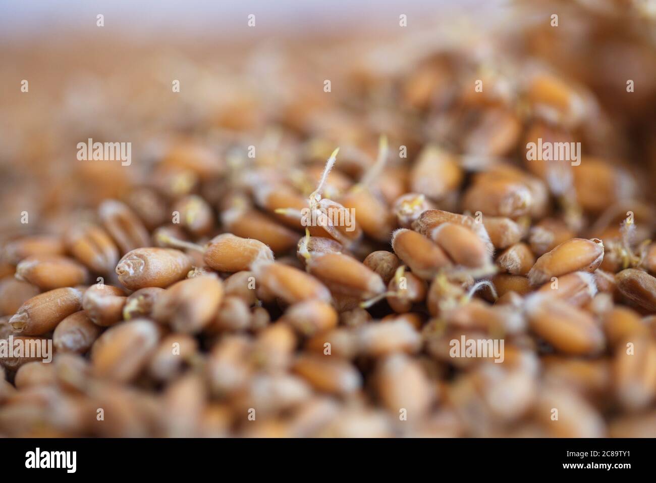 Dried grain wheat sprouts bio food Stock Photo - Alamy