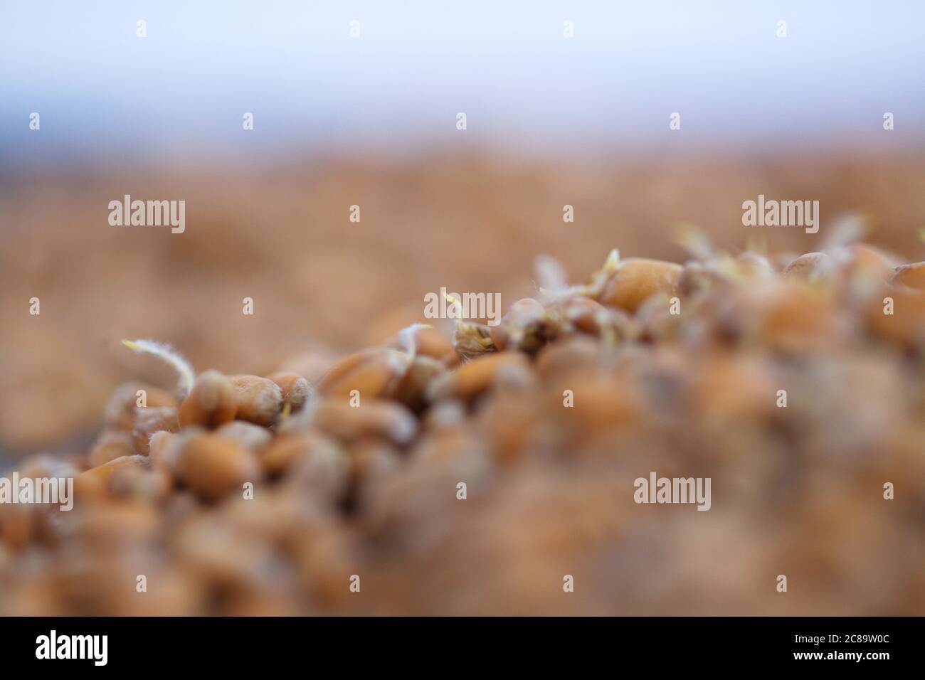 Dried grain wheat sprouts bio food Stock Photo - Alamy