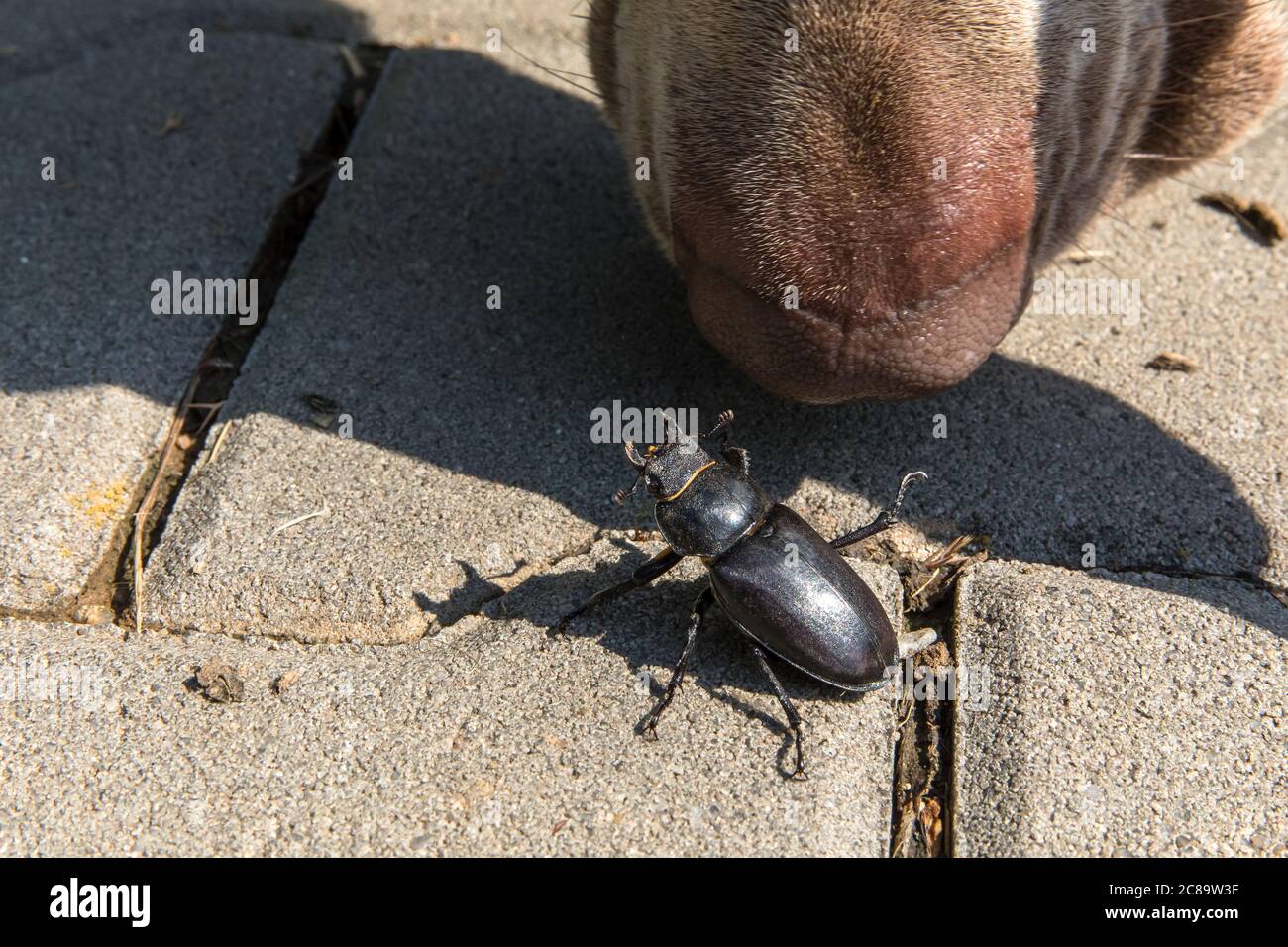 close-up photo of big female stag-beetle ( Lucanus cervus ) on concrete ...