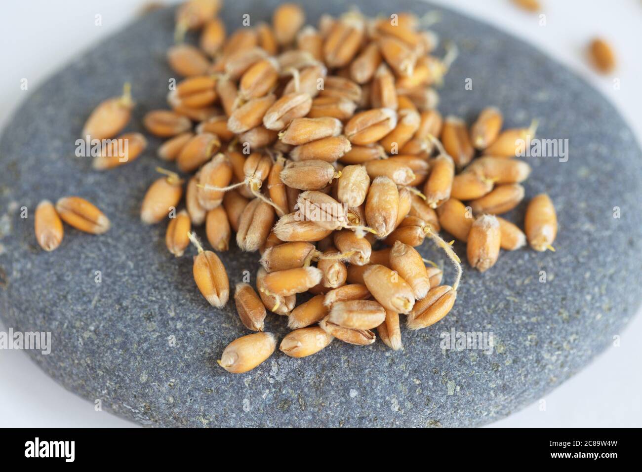 Dried grain wheat sprouts bio food Stock Photo - Alamy