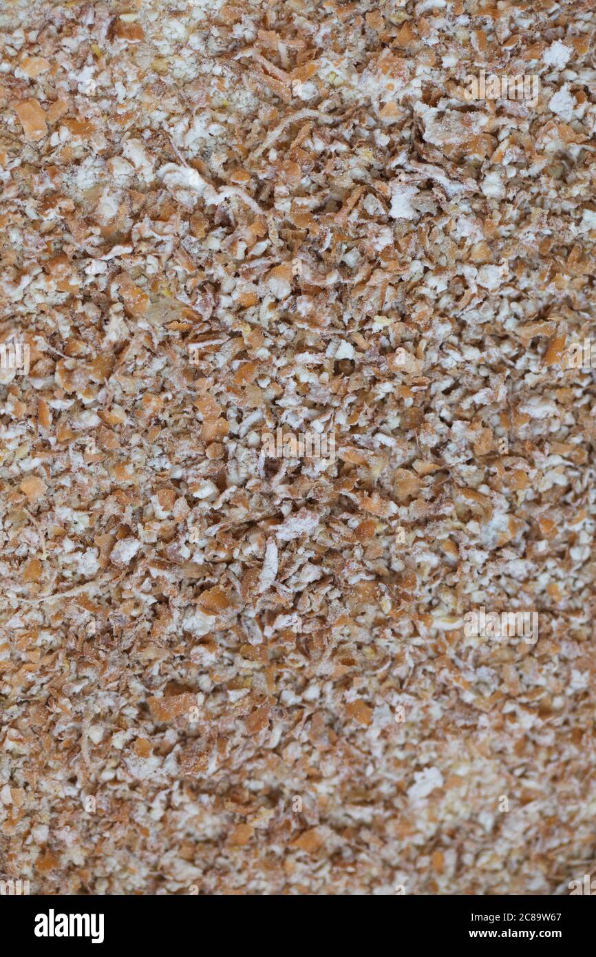 Grain sprouts hi-res stock photography and images - Alamy