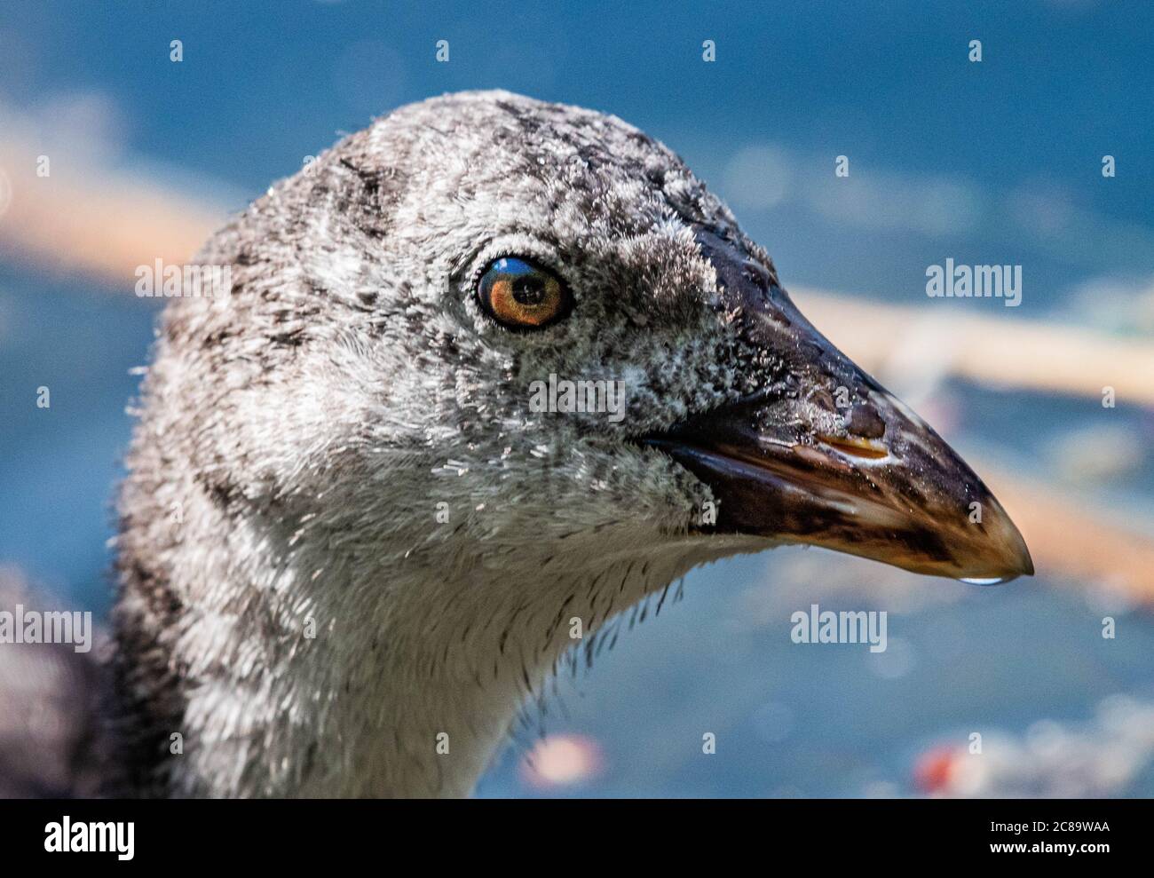baby coot portrait Stock Photo - Alamy
