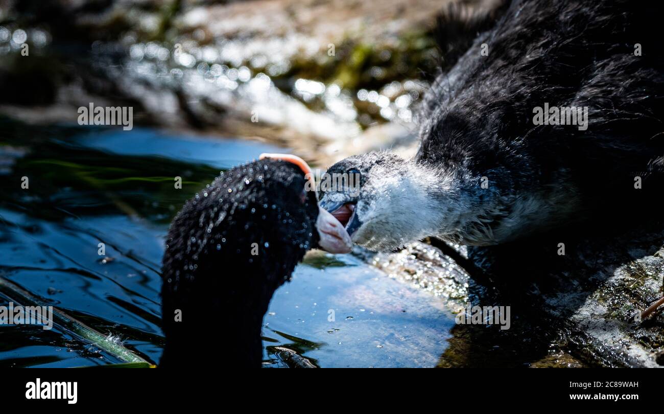 baby coot feeding Stock Photo - Alamy