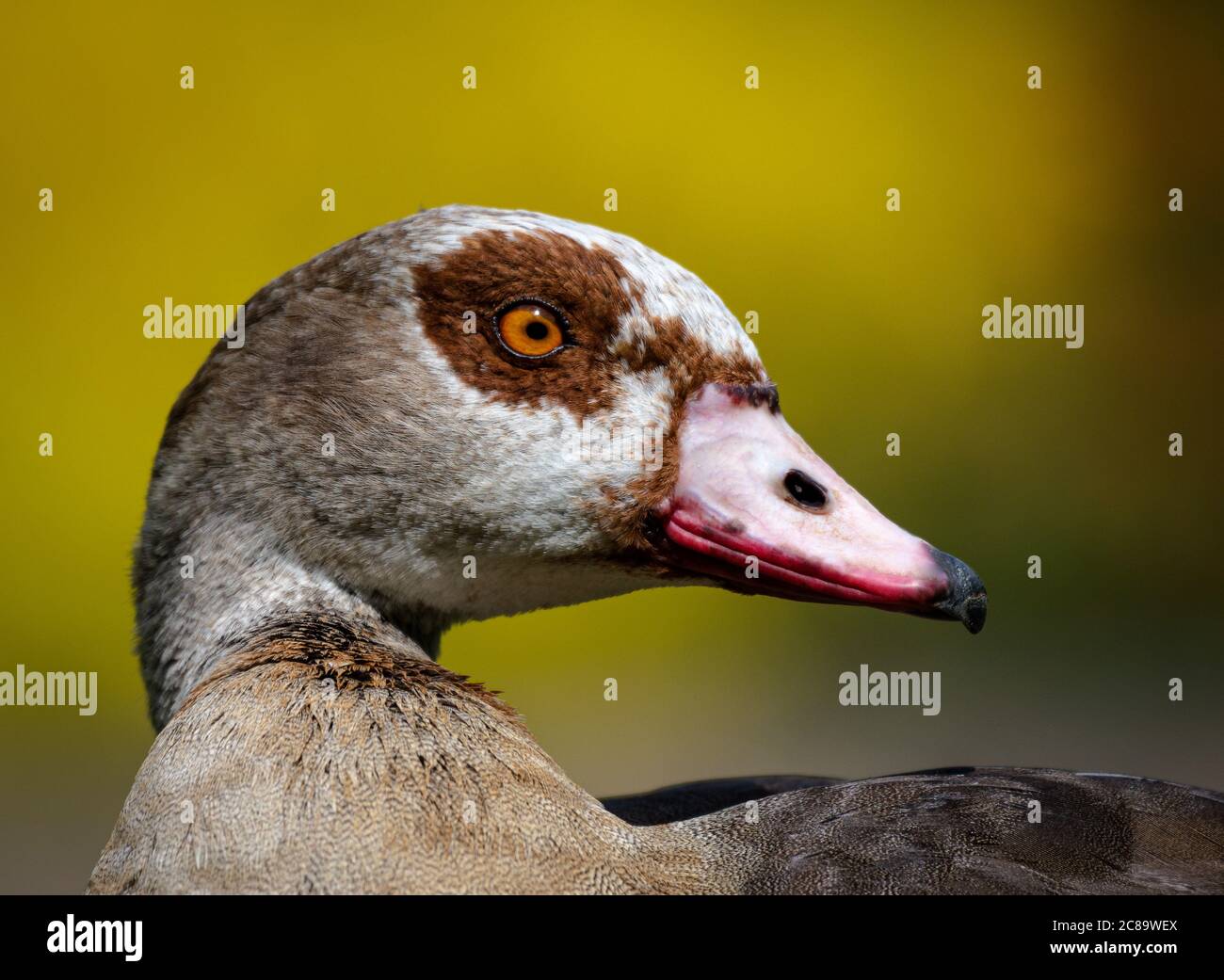 Goose portrait hi-res stock photography and images - Alamy