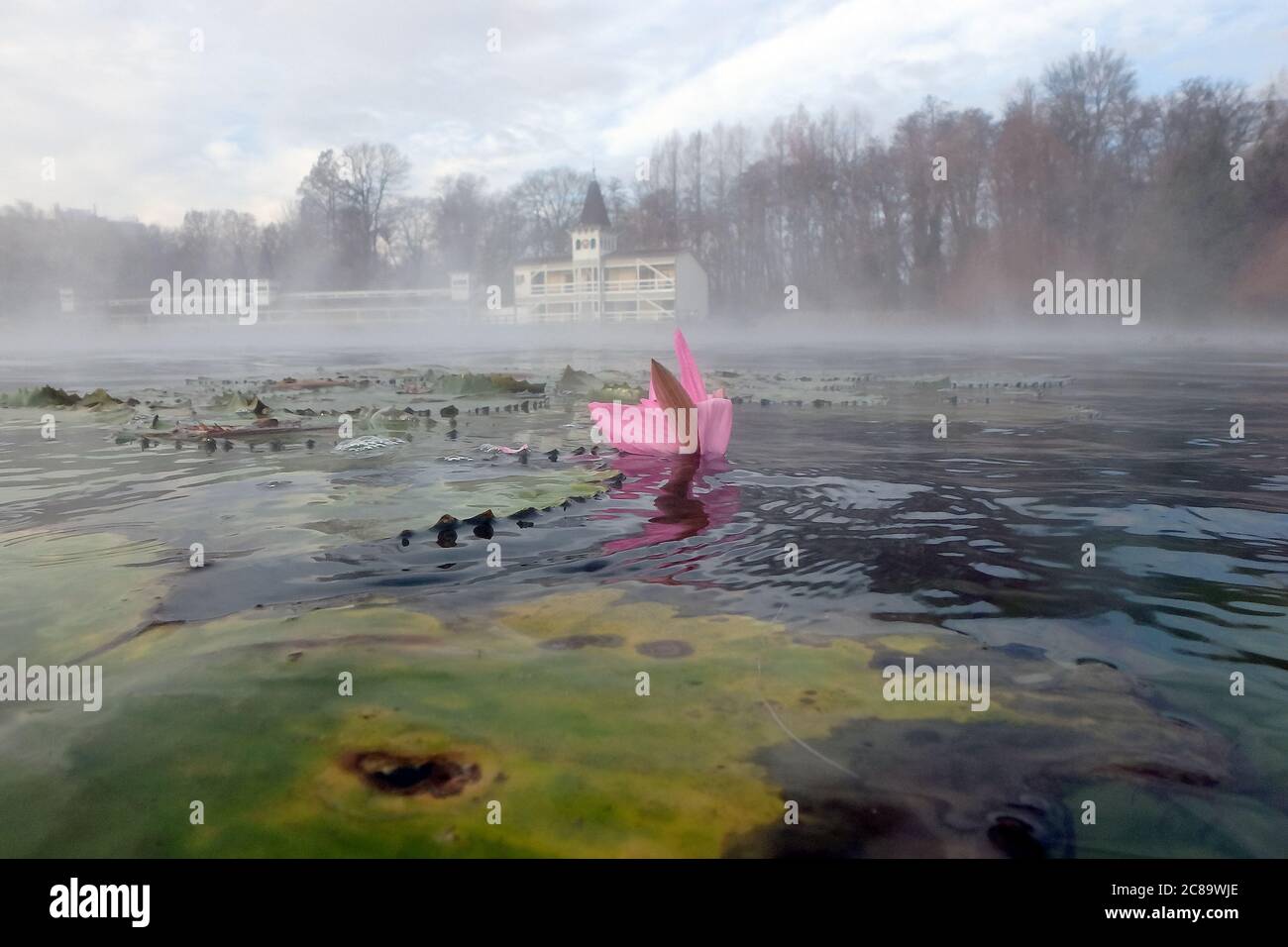 Medicinal Bath, Lake Hévíz, Zala County, Hungary, Magyarország, Europe ...