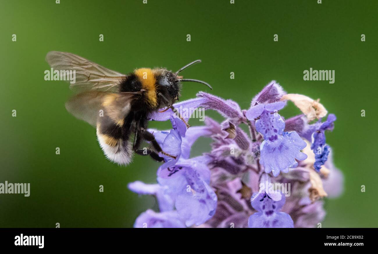 bumblebee, bombus pollinating Stock Photo - Alamy