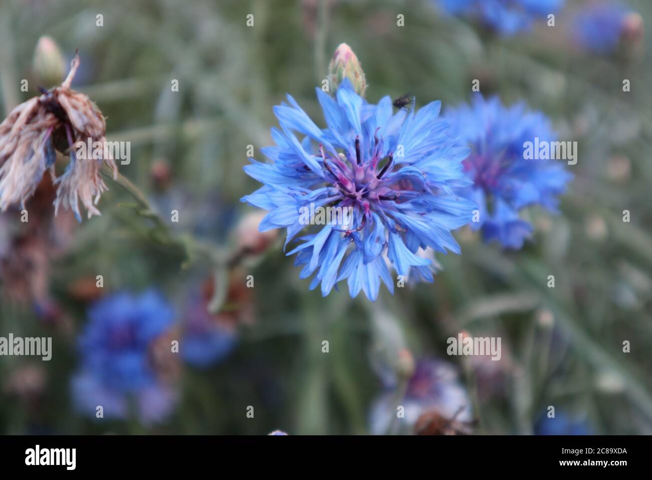 Closeup shot of a blooming blue Cornflower in a field Stock Photo - Alamy