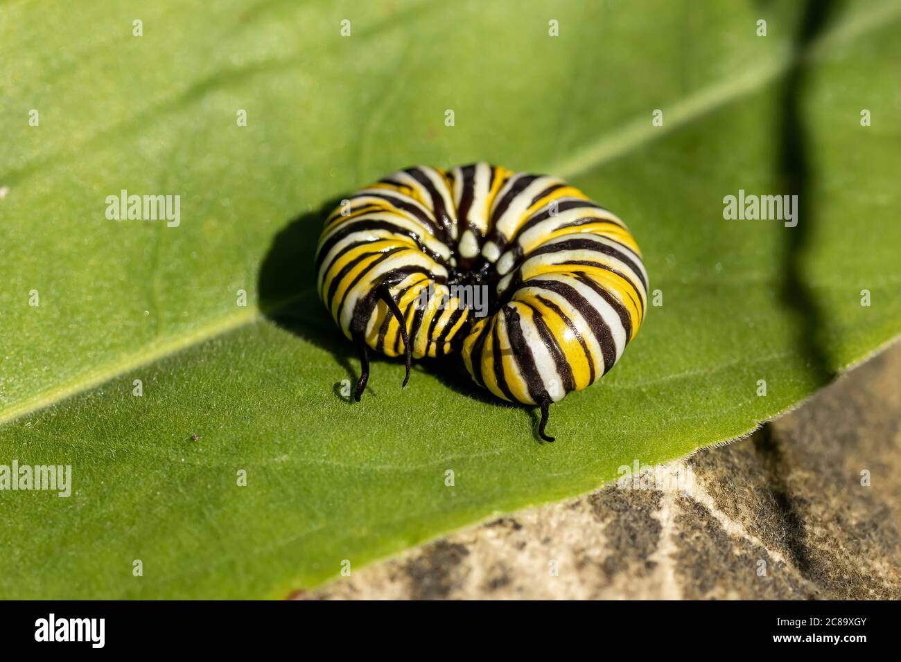 The caterpillar of the monarch butterfly Stock Photo - Alamy