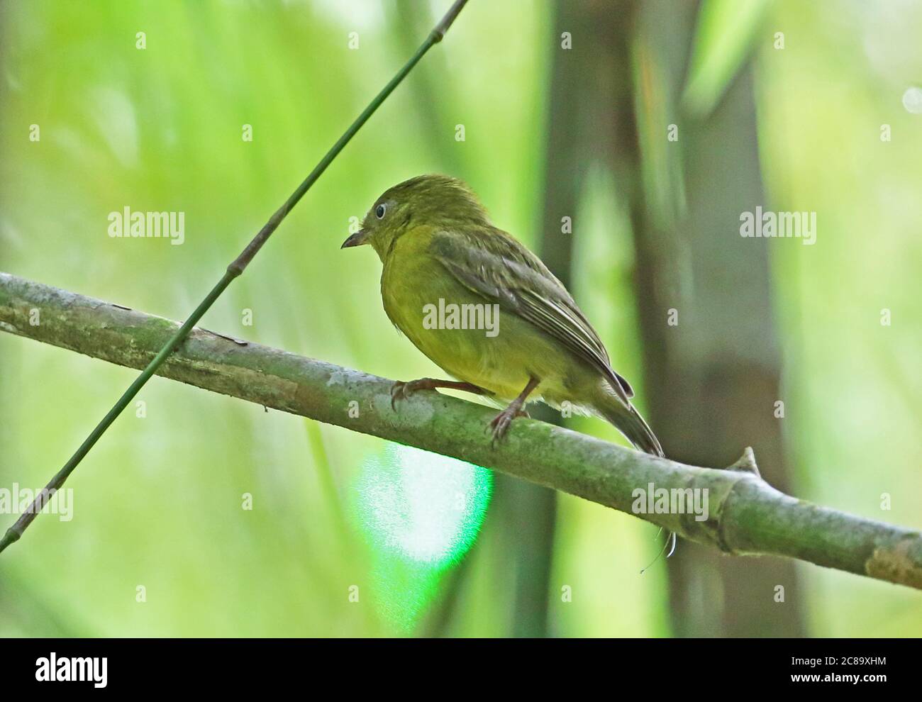 Wire tailed manakin hi-res stock photography and images - Alamy