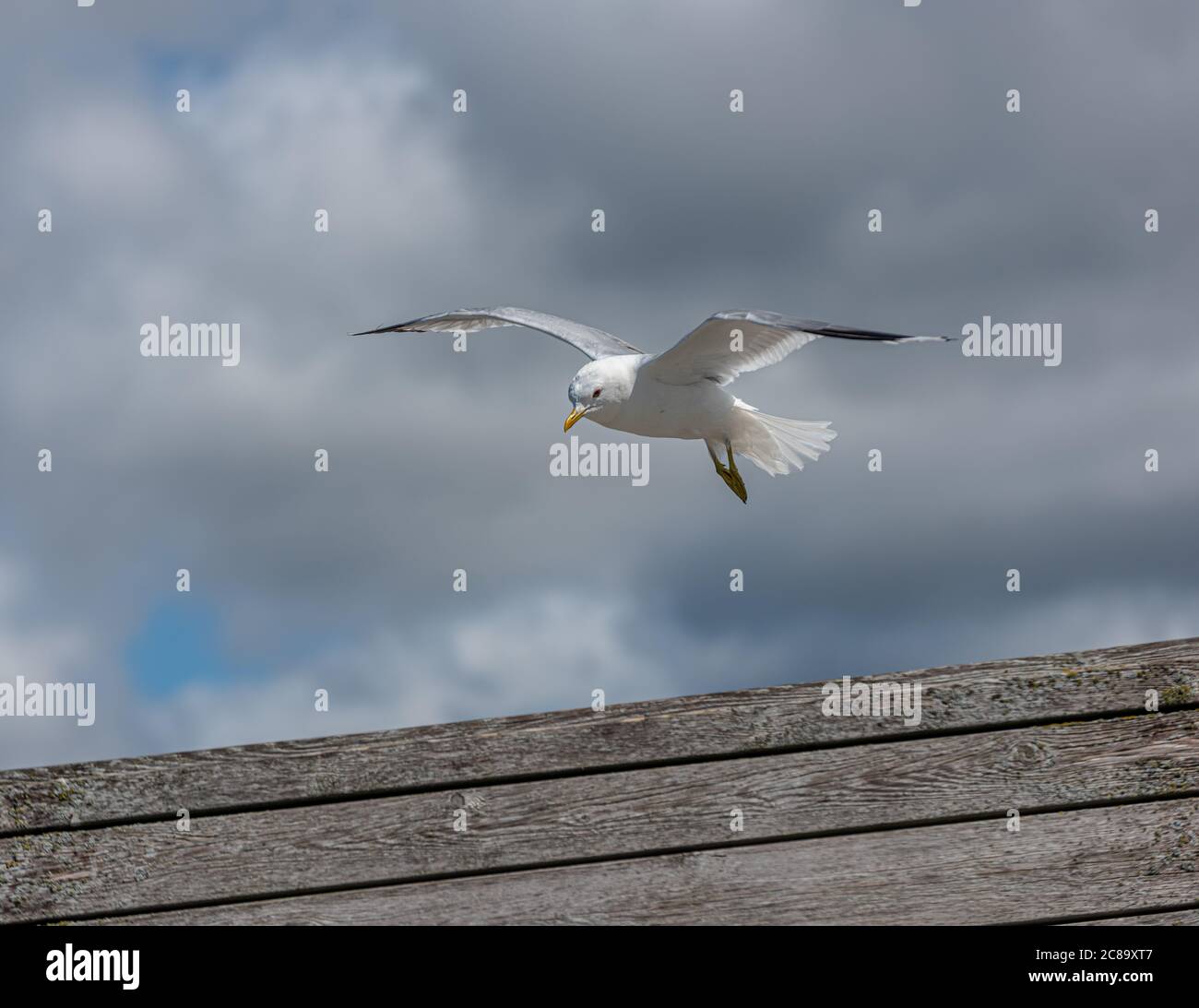 Gull landing on wall hi-res stock photography and images - Alamy