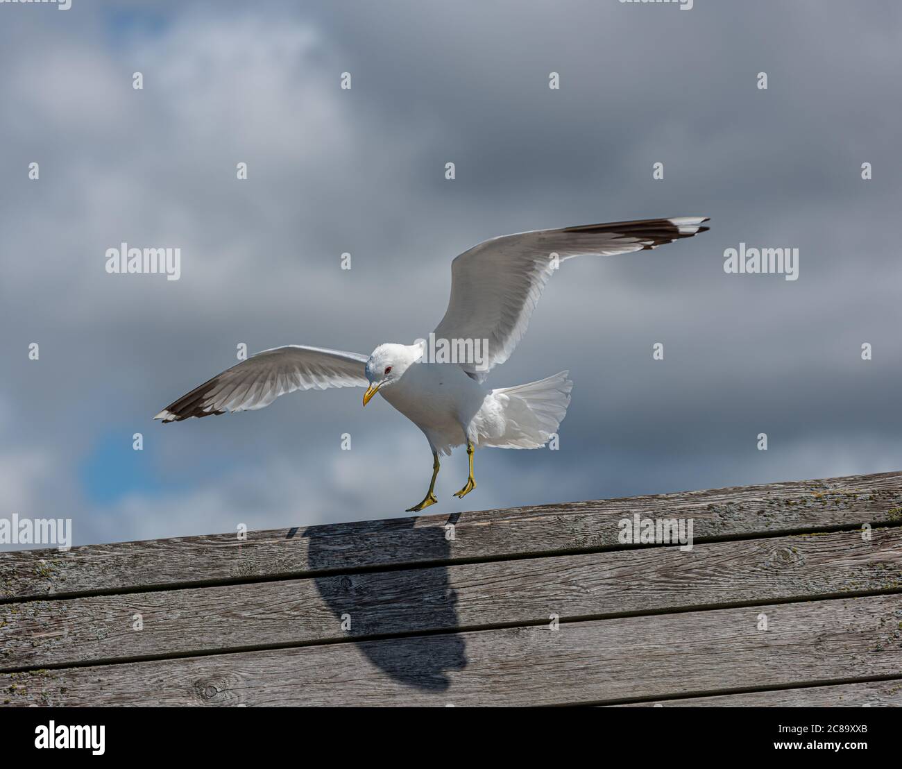 Gull landing on wall hi-res stock photography and images - Alamy