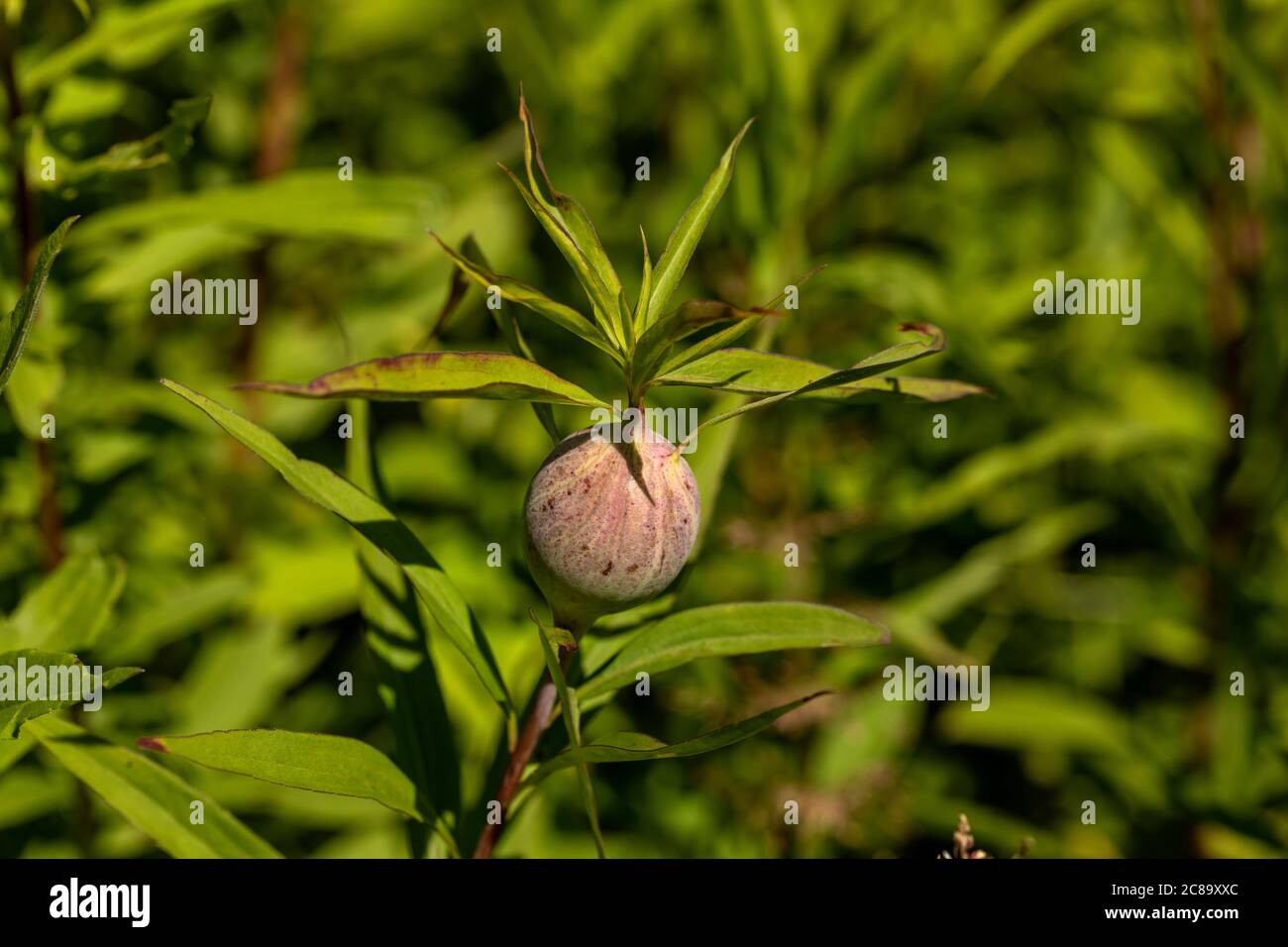 Gallmaker hi-res stock photography and images - Alamy