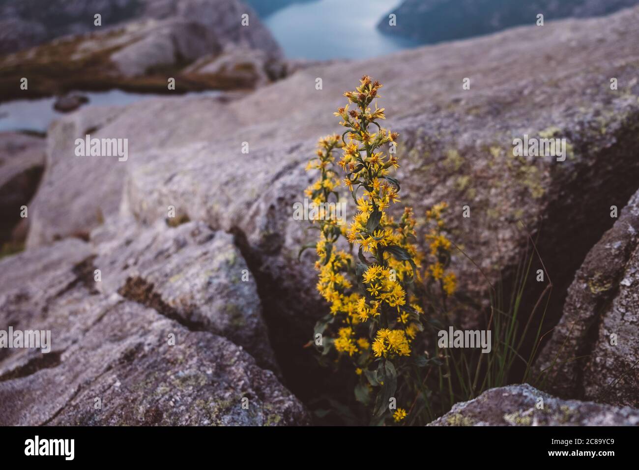 Yellow flowers amidst rocks with fjords view Stock Photo - Alamy