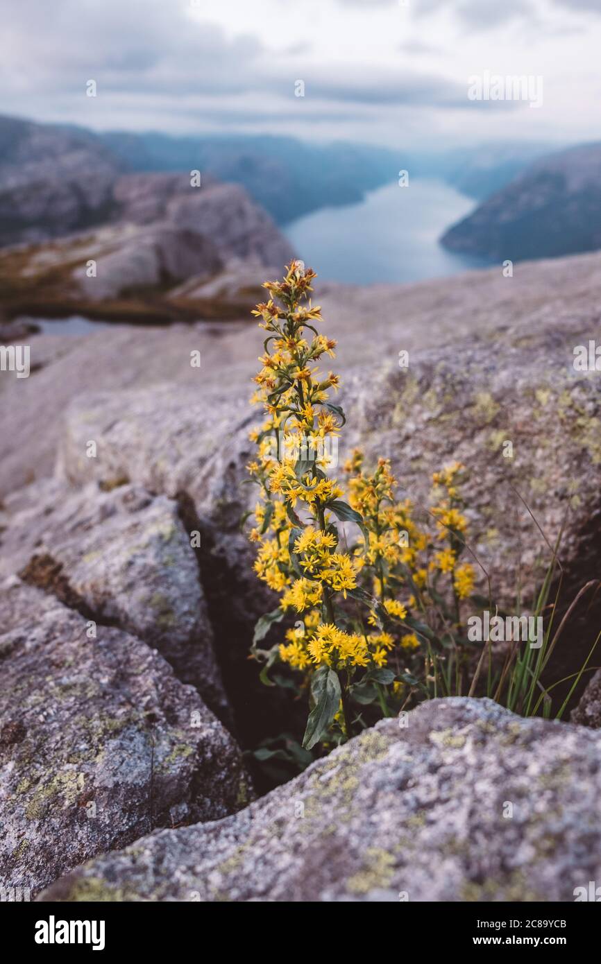 Yellow flowers amidst rocks with fjords view Stock Photo - Alamy
