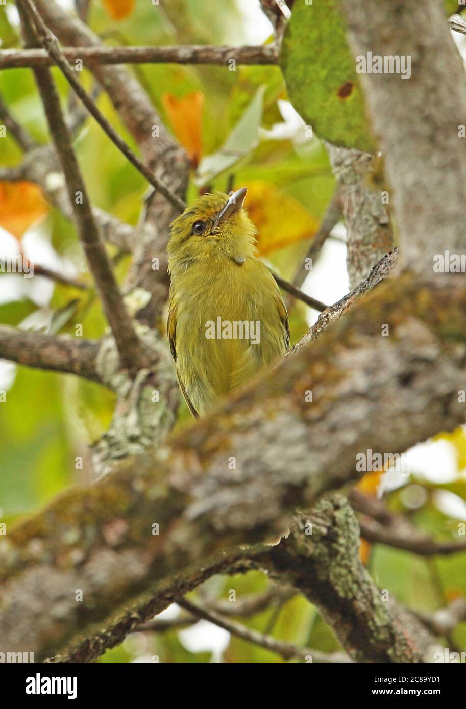 Tick birds hi-res stock photography and images - Alamy