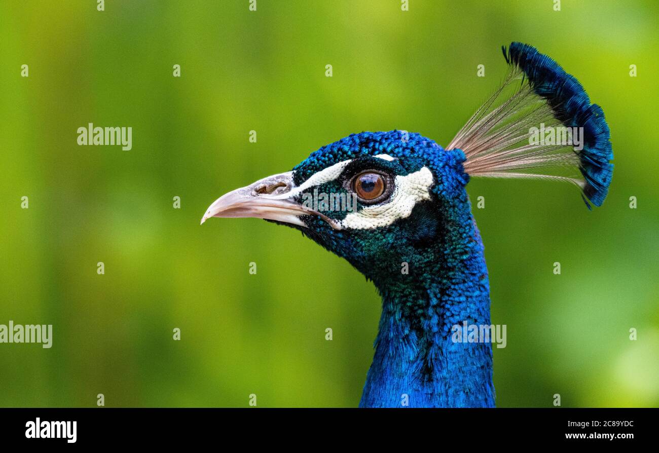 Peacock beak hi-res stock photography and images - Alamy