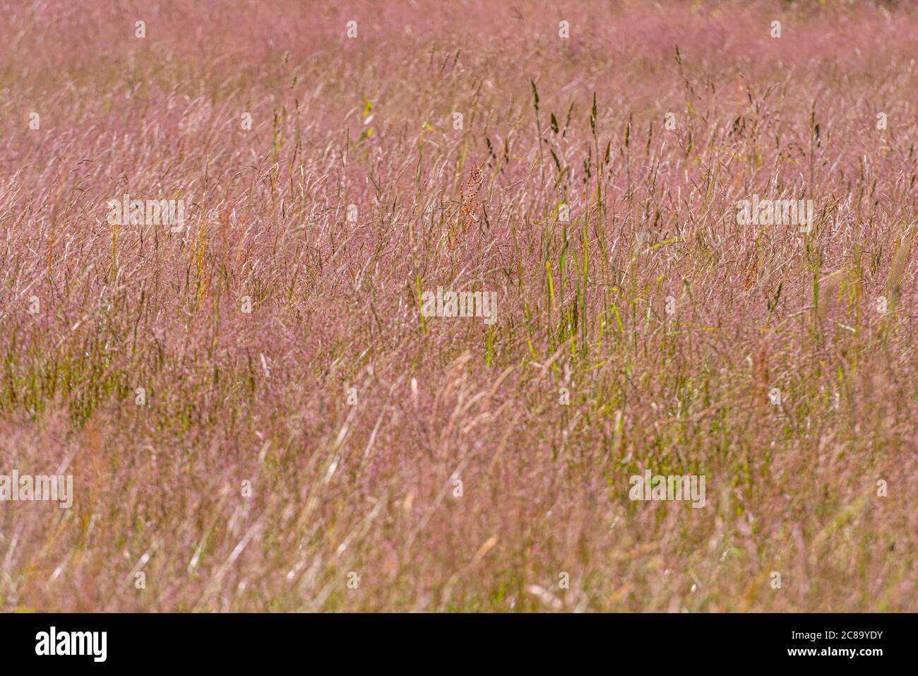 Small field with tall and partly red grass Stock Photo - Alamy