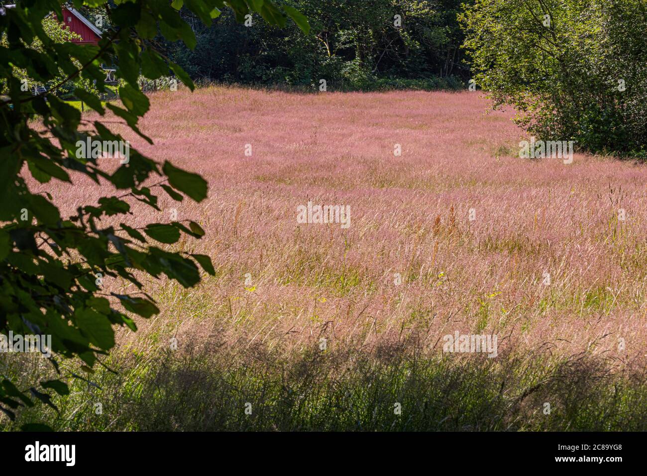 Small field with tall and partly red grass Stock Photo - Alamy
