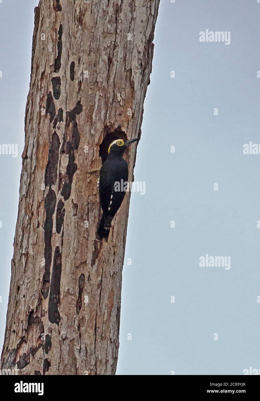 Yellow-tufted Woodpecker (Melanerpes cruentatus) adult clinging to dead ...