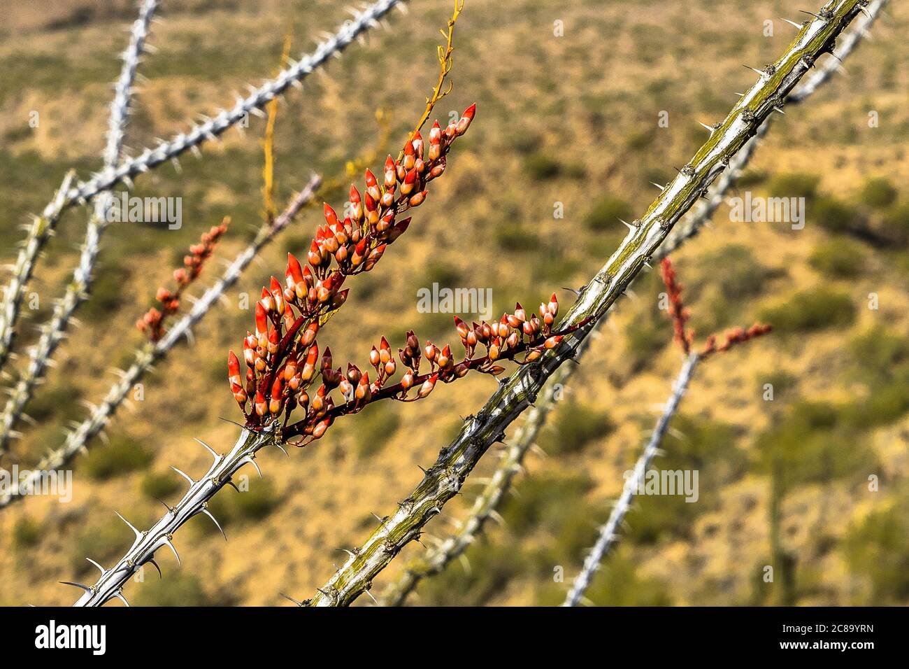 The buds of an ocotillo Stock Photo - Alamy