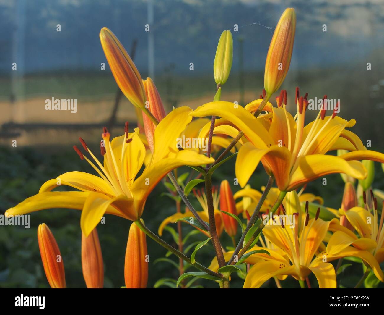 Lemon lilies hi-res stock photography and images - Alamy