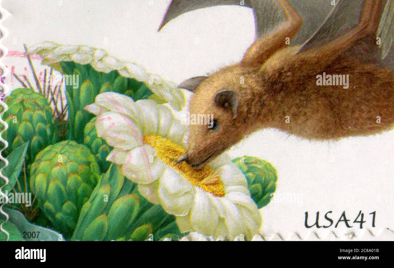 Blossom bat hi-res stock photography and images - Alamy