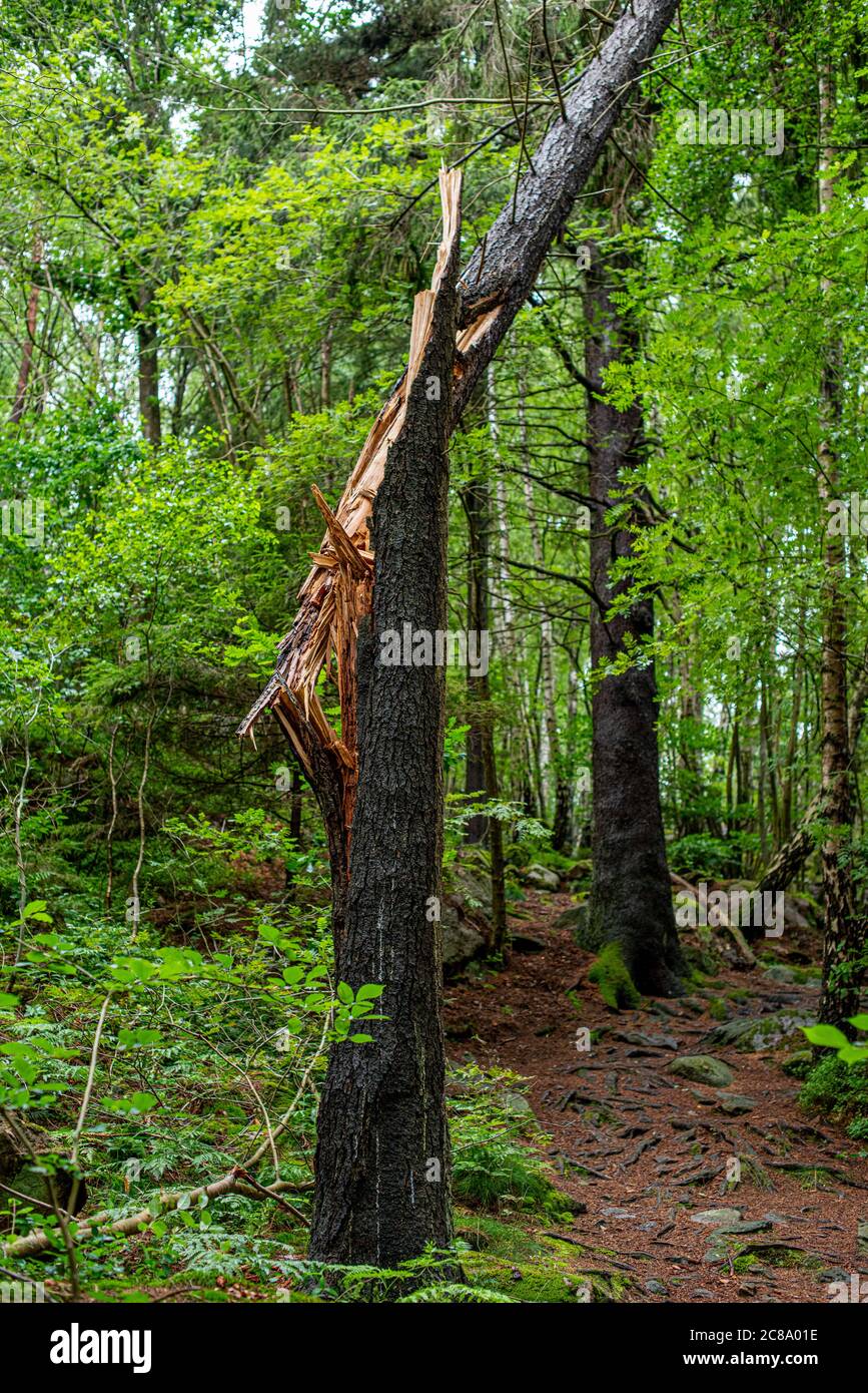 Lightning stricken tree. Trunk split apart Stock Photo - Alamy
