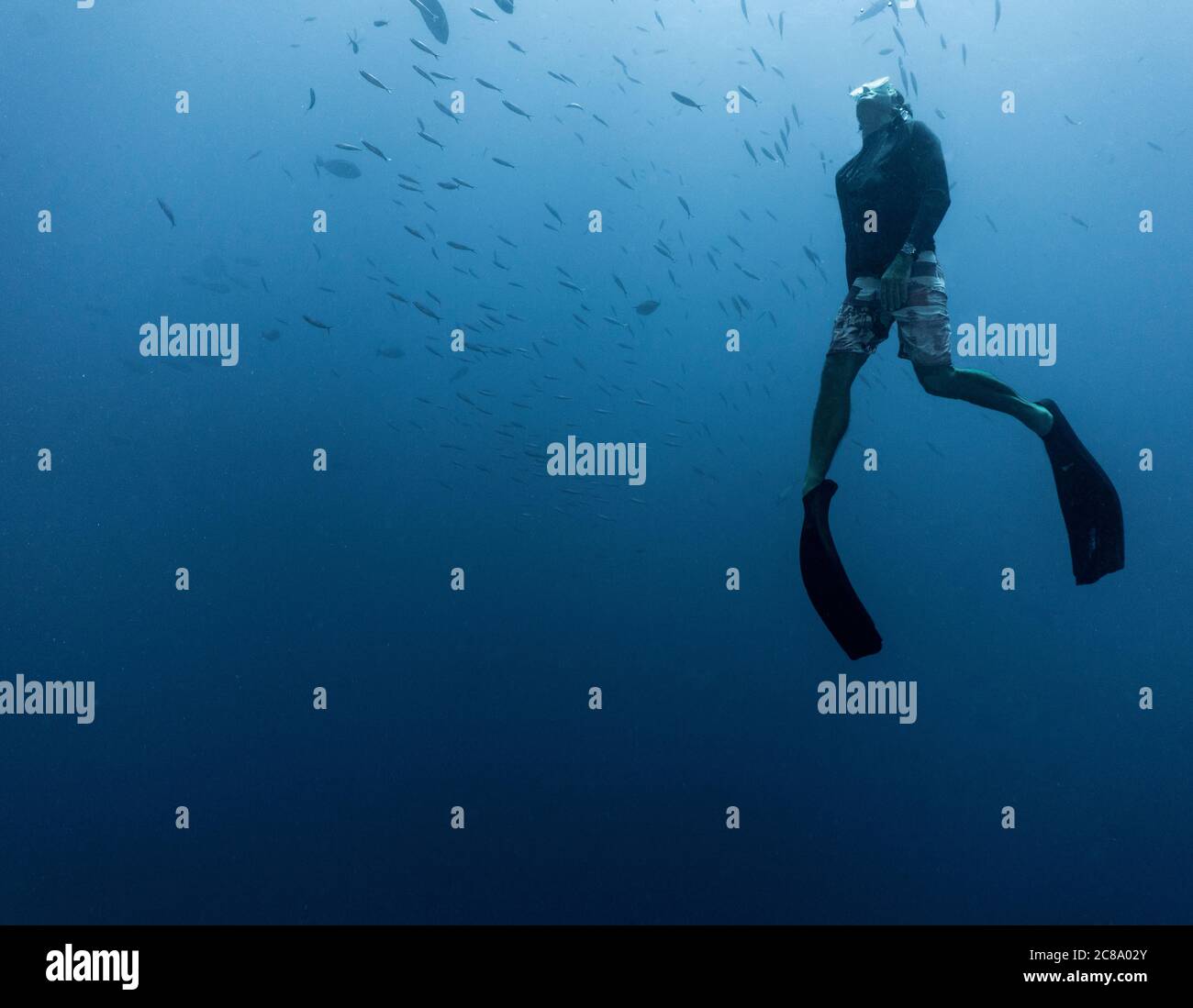 Free diver ascending to the surface at the great Barrier Reef Stock ...