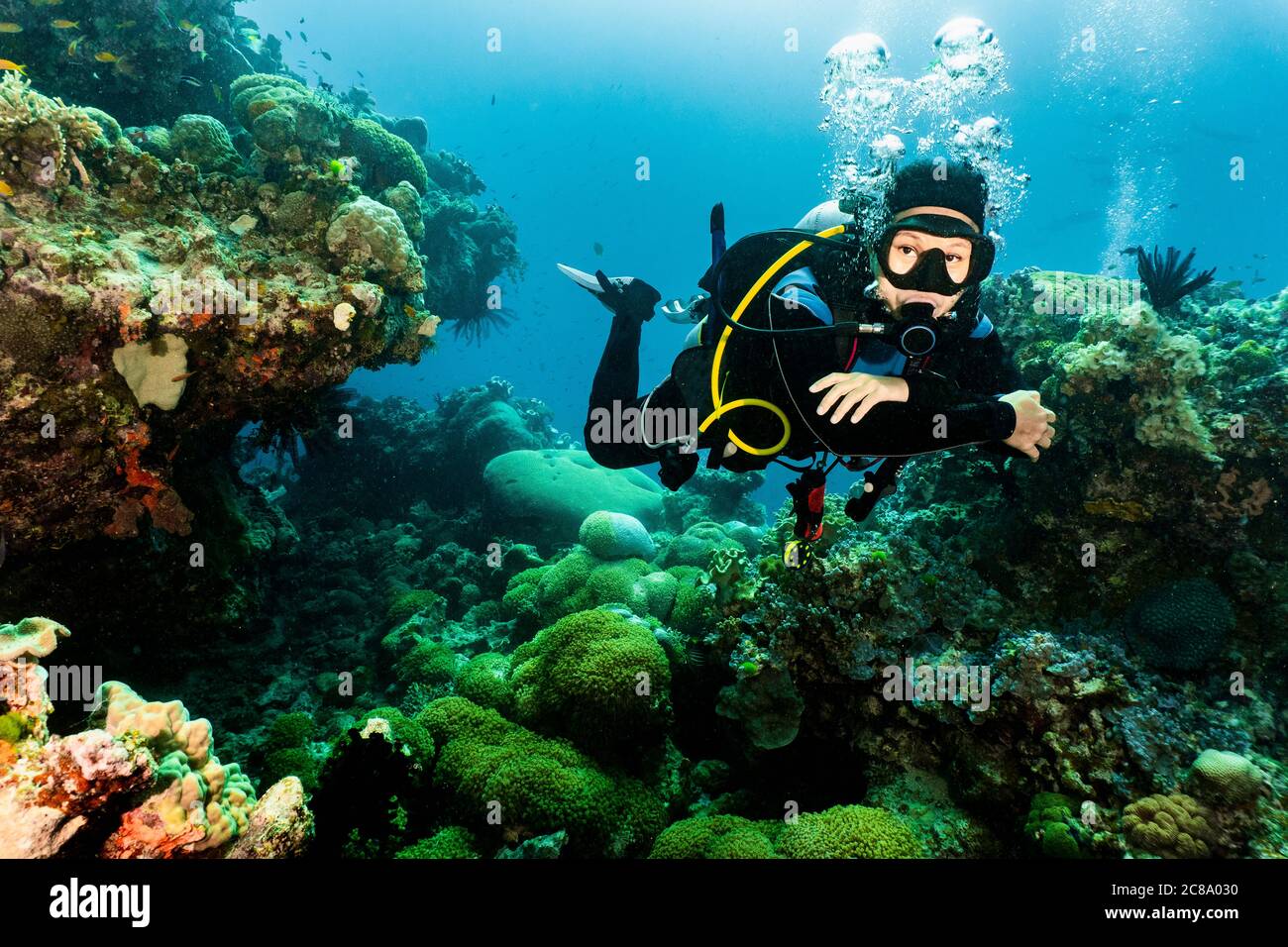 diver exploring coral at the Great Barrier Reef Stock Photo - Alamy