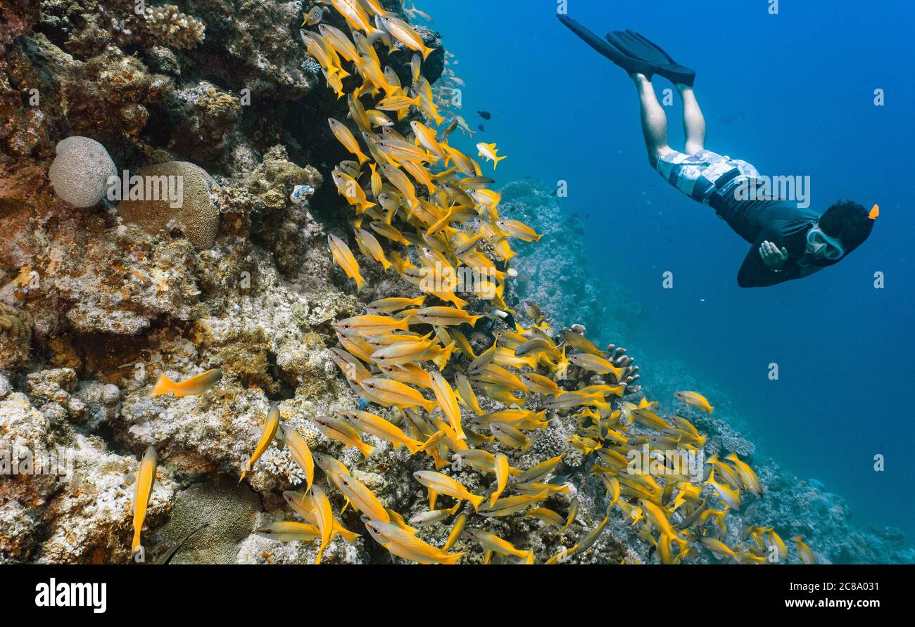 Free diver looking at school of snapper on the Great Barrier Reef Stock ...