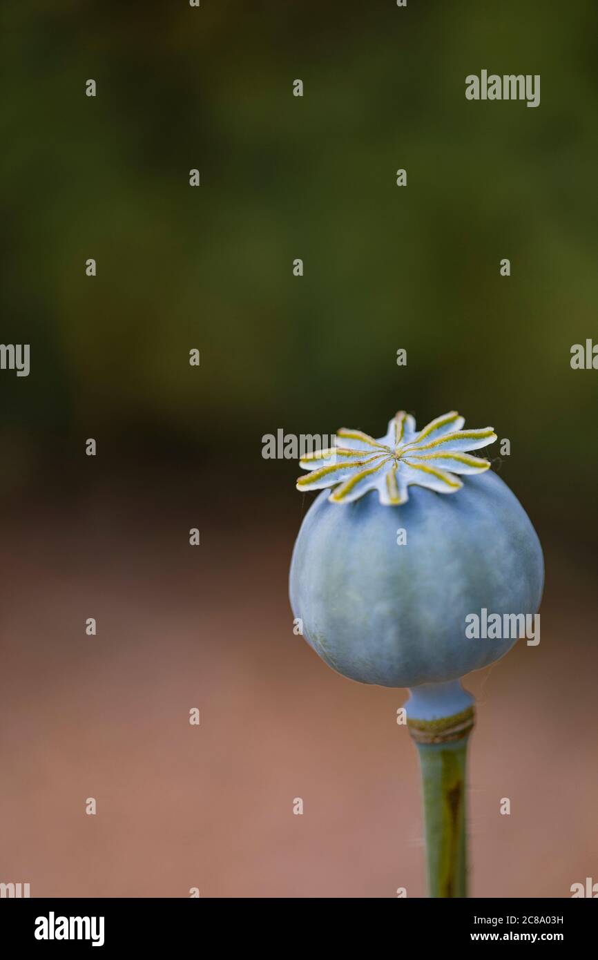 Poppy, Papaveraceae, Unopened seed head growing outdoor Stock Photo - Alamy