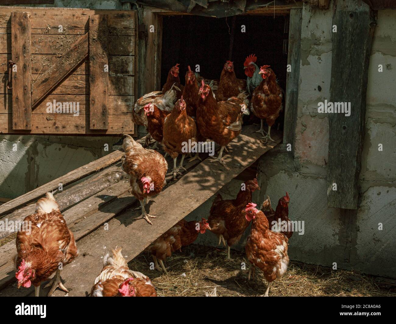 Brown farm chickens birds come out of house, country side cote Stock ...