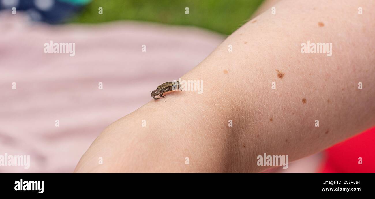 A small frog glimbing up a kids arm Stock Photo - Alamy