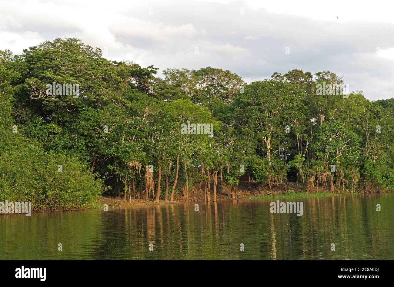 seasonally flooded river bank Inirida River, Colombia November Stock ...