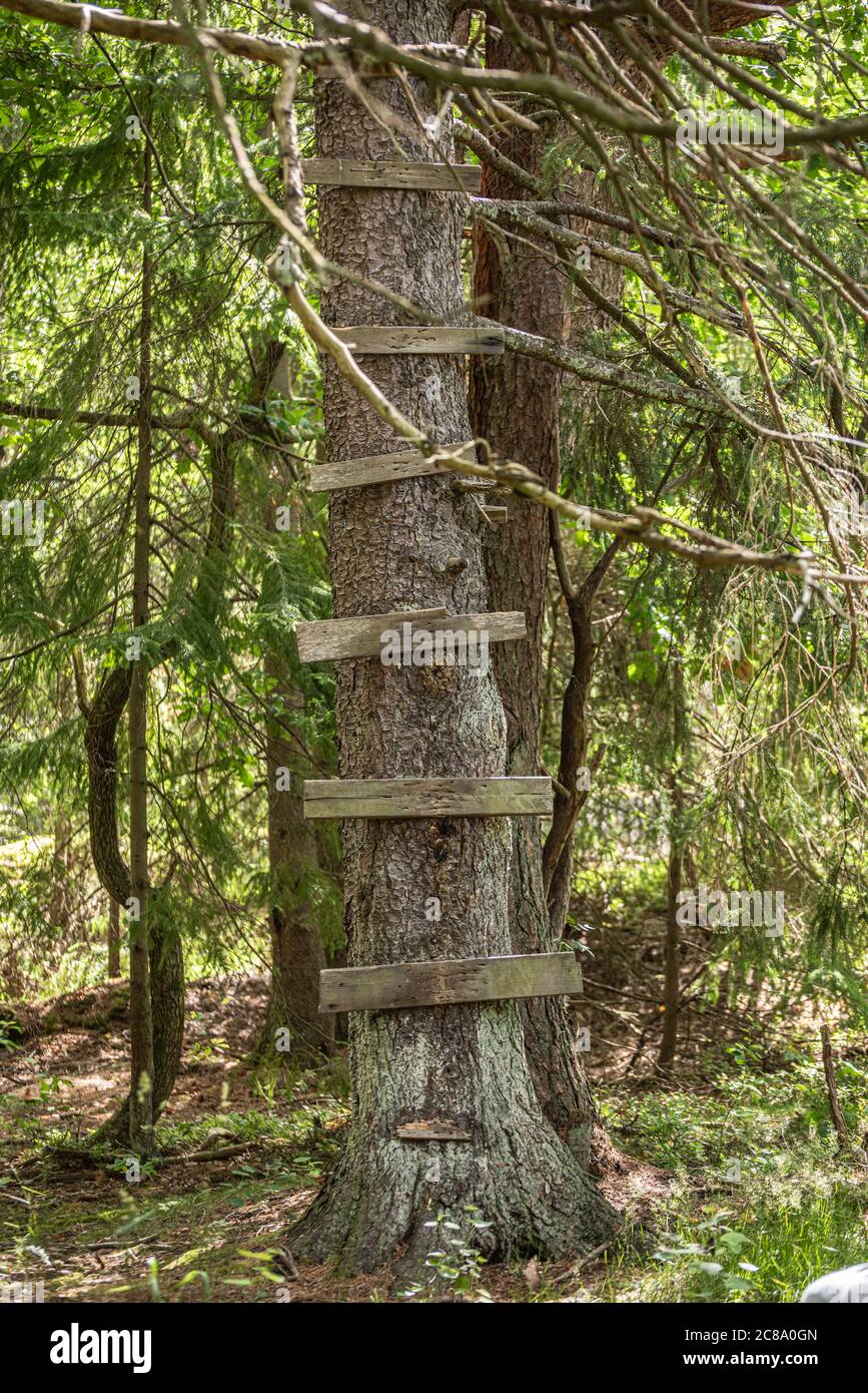 Stairs to beach palm tree hi-res stock photography and images - Alamy