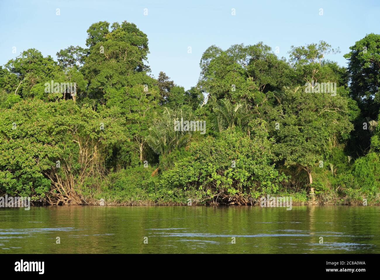 lush rainforest on river bank Inirida River, Colombia November Stock ...