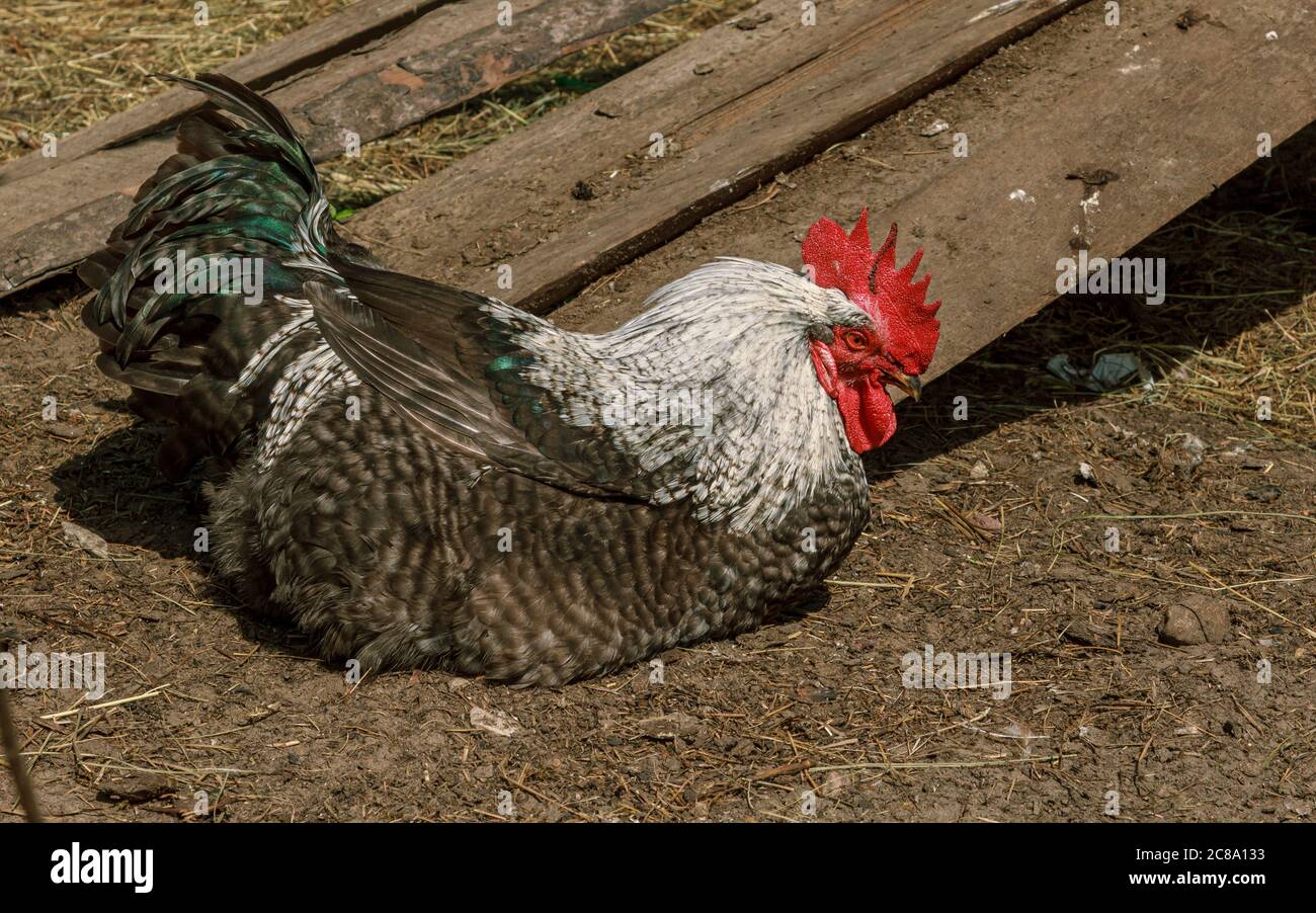 Farm living bird rooster fall to sleep,beak and crest Stock Photo - Alamy