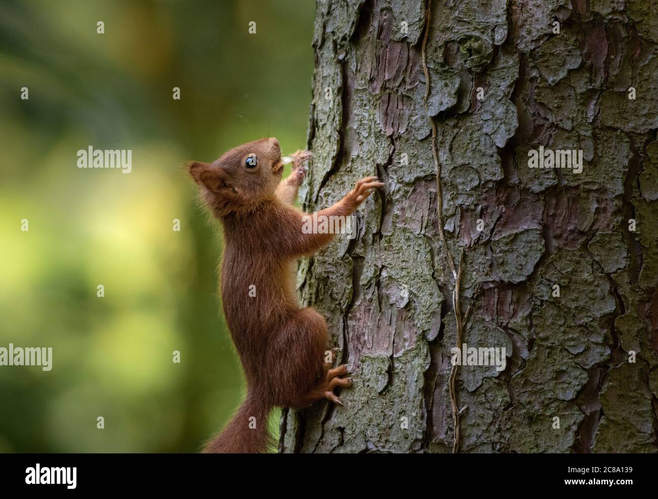 Baby European Red Squirrel
