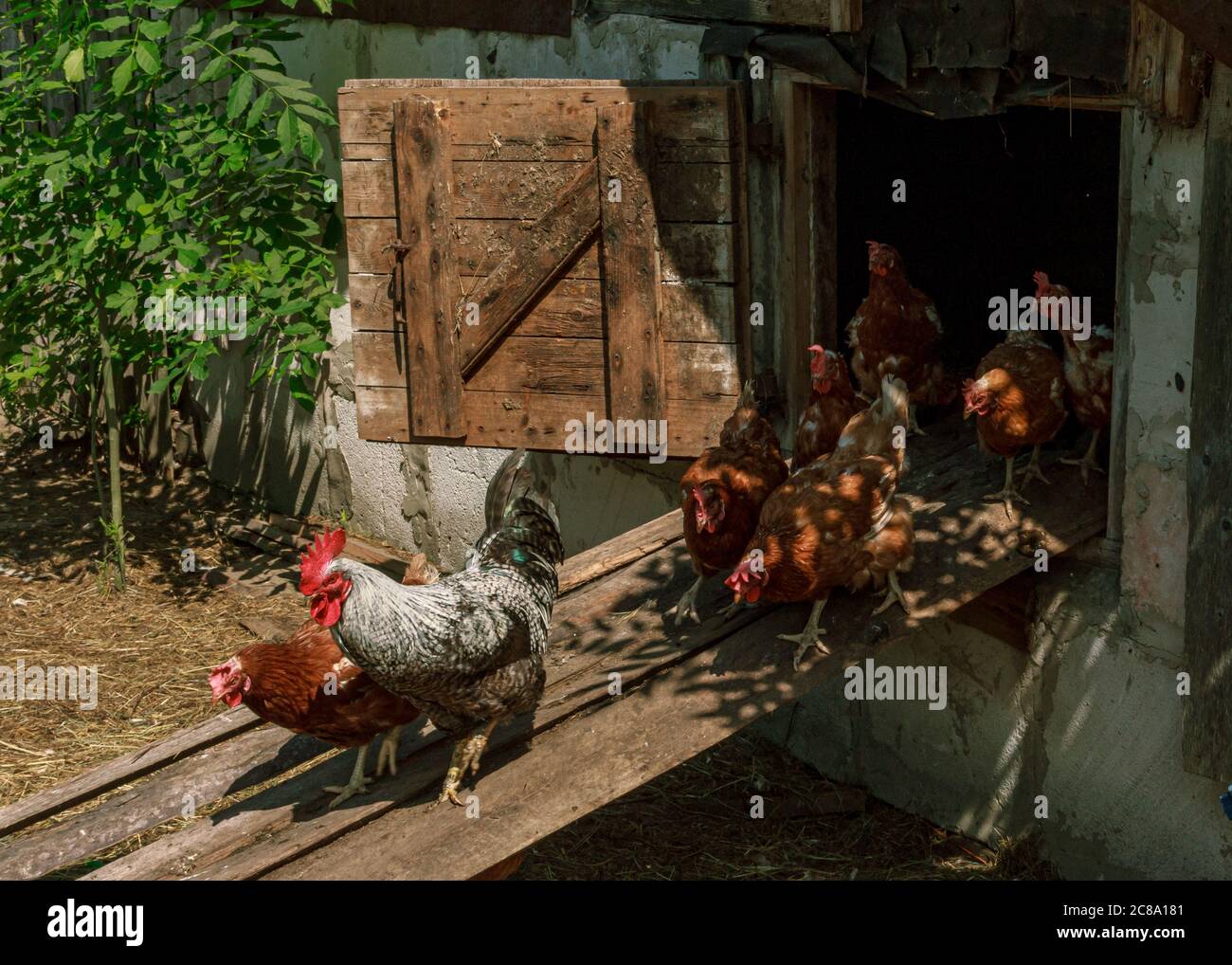 Big chicken breeds hi-res stock photography and images - Alamy